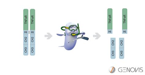 Genovis Blog Subunit Comparability Analysis Of Etanercept And Biosimilar