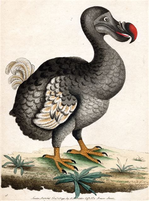 The Dodo The Common