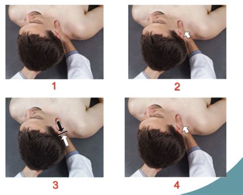 Rib Cage Muscle Energy Flashcards Quizlet