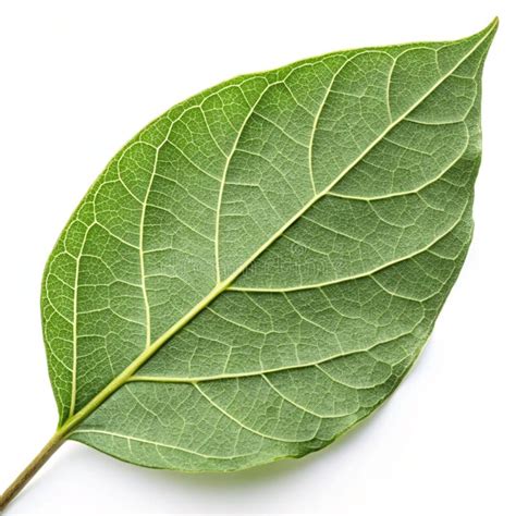 Leaf Micrograph Isolated On White Background Stock Illustration