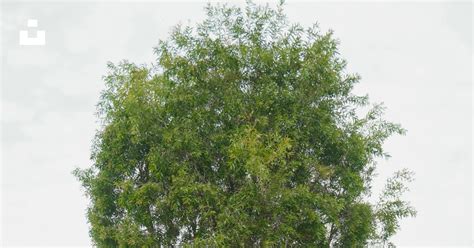 A Tree In Front Of A Building Photo Free Jalan Bsd Raya Utama Image