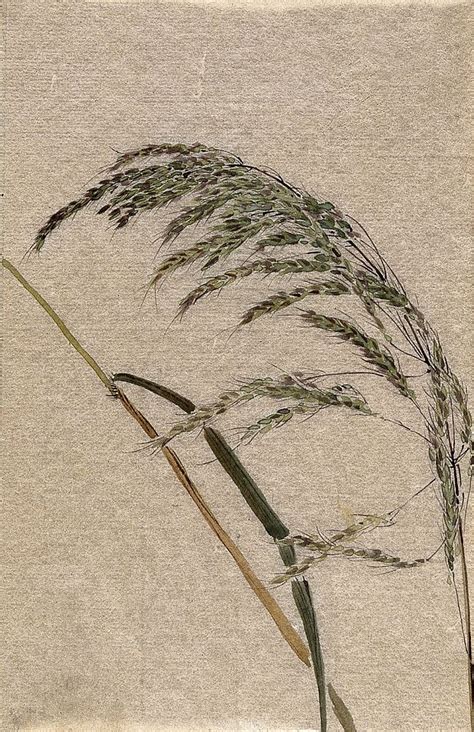 Grass Panicum Species Seed Head Free Photo Illustration Rawpixel