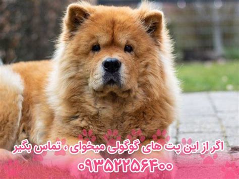نژاد سگ چاو چاو Chow Chow سایت پامرانین