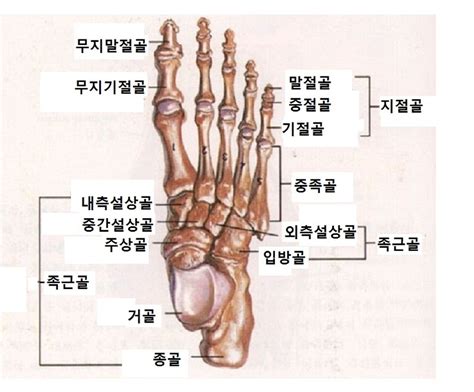 중족골 네이버 블로그