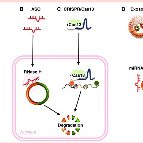 Biogenesis And Function Of Circular Rnas Circrnas Linear Splicing Download Scientific