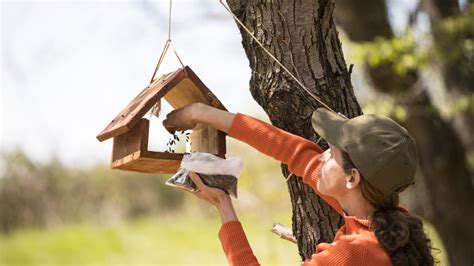 The Best Place To Hang A Bird Feeder In Your Yard