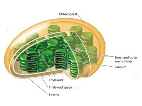 Chloroplast Biology