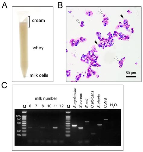 Flowjo 10 Offset Lasemage
