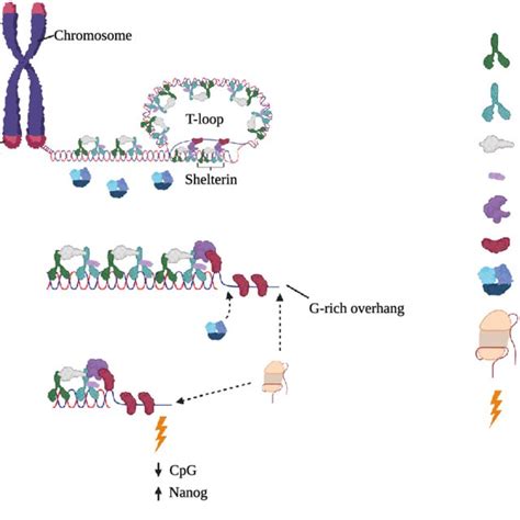 Overview Of Mammalian Telomere Structure A Schematic Representation