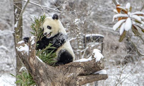 Giant Panda Color And Markings