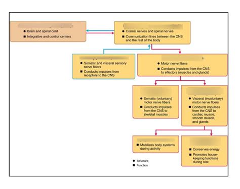 Bio 121 Peripheral And Autonomic Nervous System Diagram Quizlet