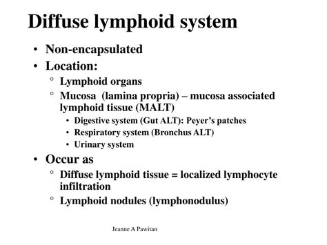 PPT Histology Of The Immune Lymphoid Lymphatic System PowerPoint Presentation ID 3554941