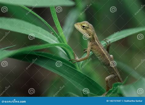 Indian Girgit Or Garden Lizard Or Chameleon On A Green Plant Looking At