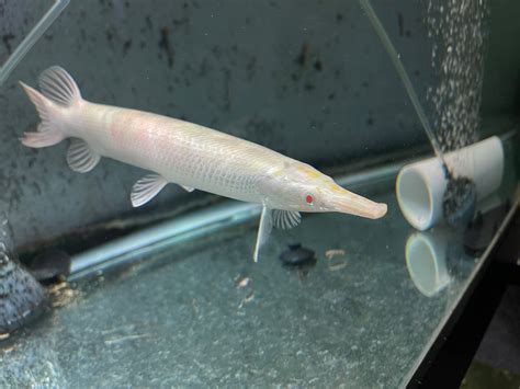 Florida Gar