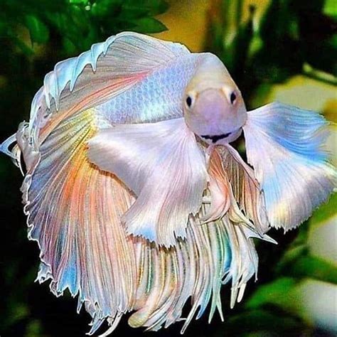 What Are The Colours Of Fighter Fish Diy Seattle