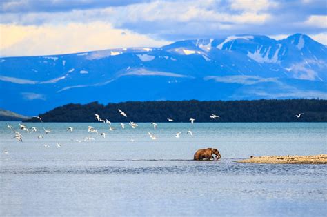 Katmai National Park The Complete Guide For 2023 With Map And Images