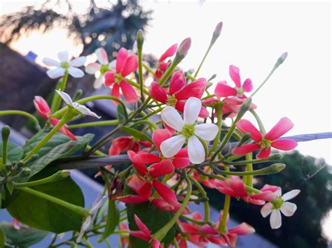 Chateeq Ateeq17019 Twitter