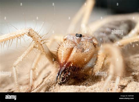 Giant Camel Spider Size