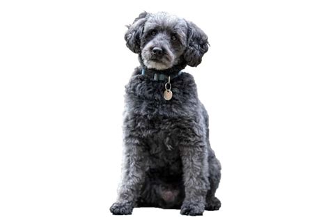 Cocker Spaniel Inglés Todos Los Hechos Y Fotos