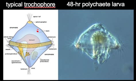 Biodiversity Meroplankton Flashcards Quizlet