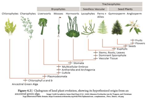Bio 192 Lab 4 Bryophytes And Seedless Vascular Plants Flashcards Quizlet