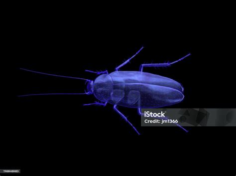 Cockroach Xray Vision Wireframe Of 3d Model Low Polygon Cockroach3d