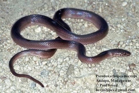 Pseudoxyrhopus Microps The Reptile Database