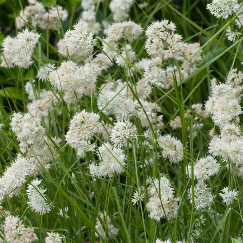 Shop Luzula Nivea J Parkers