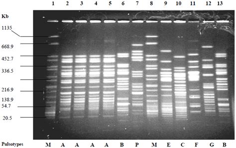 Pfge Banding Patterns Of Xbai Digested Chromosomal Dna Of Download