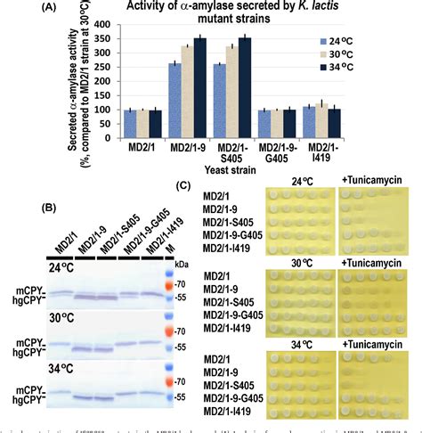 Figure 1 From Mutations Of Kluyveromyces Lactis Dolichol Kinase Enhances Secretion Of