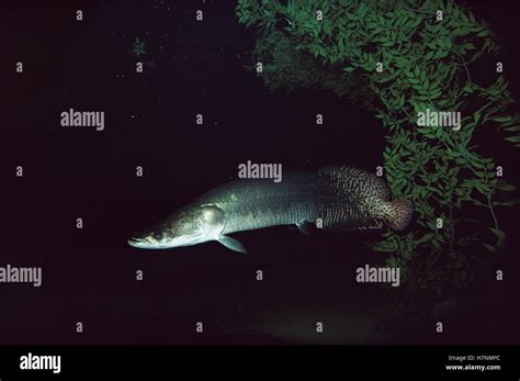 Arapaima Arapaima Gigas Largest Freshwater Fish In The World Can
