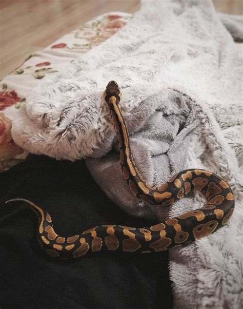 Pet Aesthetic Cute Snake Ball Python Snakes Pet Petting Animals Cute
