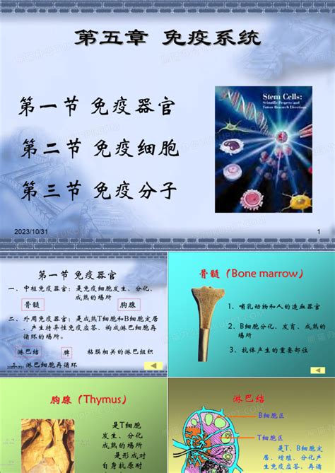 免疫系统ppt模板下载编号lojpnjmp熊猫办公
