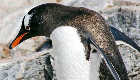 Penguin Feathers Magellanic Penguins June Keyes Penguin Habitat