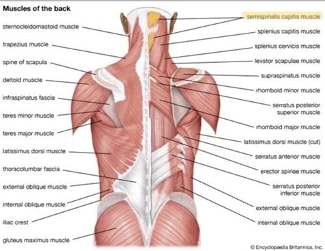 Muscles Of The Back Flashcards Quizlet
