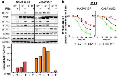 Manipulation Of Stat1 Expression And Phosphorylation Results In An Download Scientific Diagram