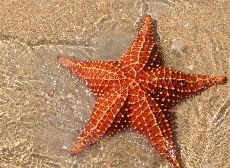 海星 360百科