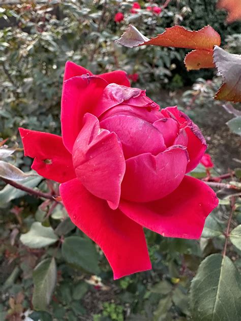 Iphone 14 Pro Max Macro Mode Riphoneography Iphone 14 Pro Max Macro Mode Riphoneography