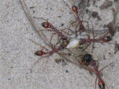 Robins Double Life Bull Ants Working As A Team Phillip Island