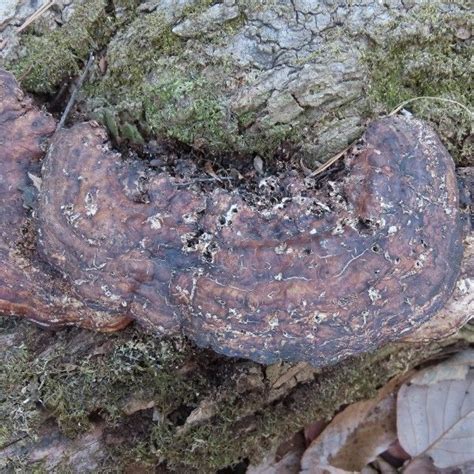 아까시흰구멍버섯