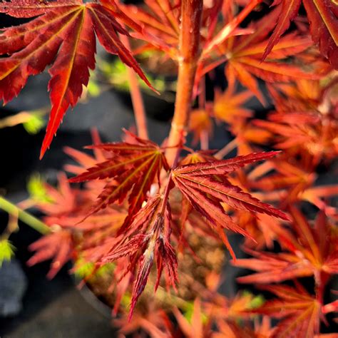 Acer Palmatum Mila The Maple Nursery