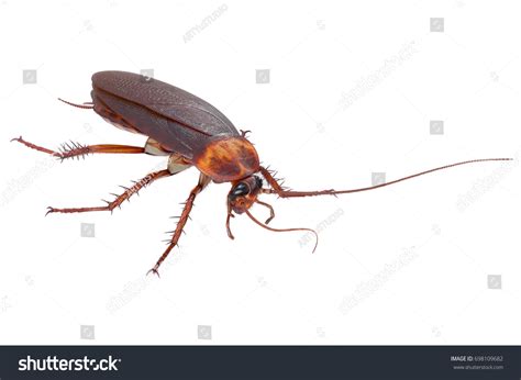 Cockroach Bug Insect Orange Urban Roach Stock Illustration 698109682