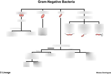 Diagram Of Infection Gram Negative Quizlet