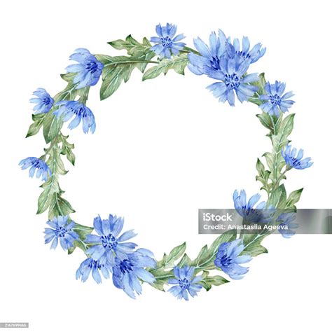 푸른 치커리 꽃과 녹색 잎이 있는 꽃 수채화 화환 손으로 그려지고 흰색 배경에 고립되어 있습니다 포장 디자인 카드 결혼식 및 초대장 및 식기 용 개화기에 대한 스톡 벡터