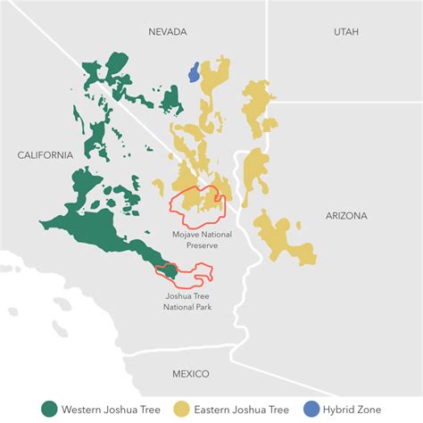 With Hotter Drier Weather Californias Joshua Trees Are In Trouble