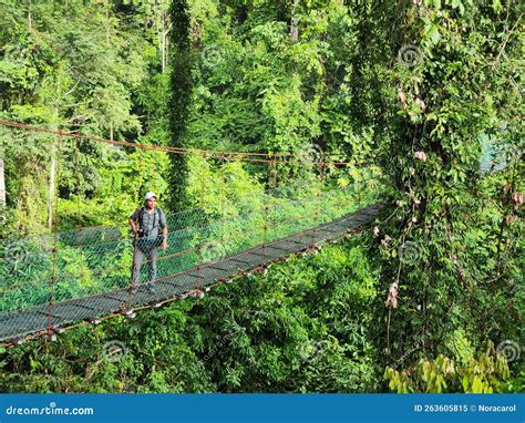 Man At Suspension Bridge In Tree Top Canopy Walkway In Danum Rain Forest Lahad Datu Royalty Free