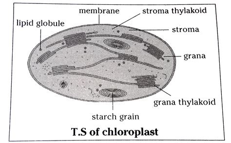 Telugu Solution Draw A Neat Labelled Diagram Of Chloroplast Found In