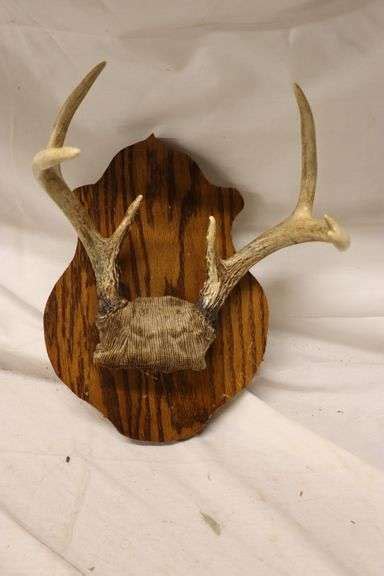 Antler Mount Ziemer Hilbrands Auctions