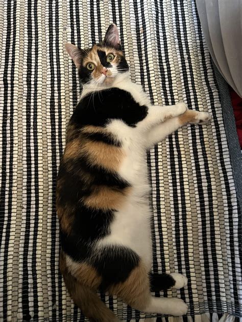 Sushi Rolling In Her Catnip Not A Thought Behind Those Eyes R Cats