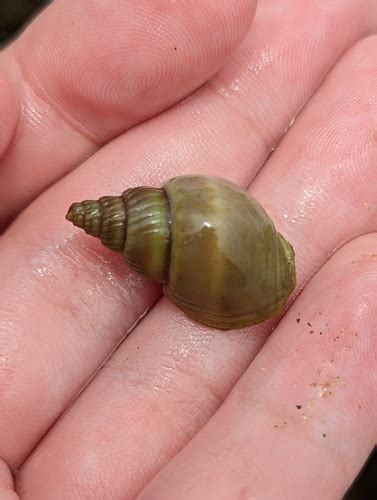 Nassarius Optimus · Inaturalist Mexico